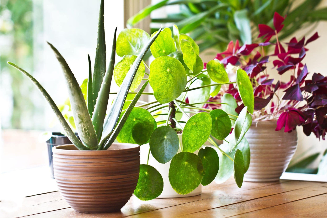 What Are the Psychological Benefits of Plants - Unlimited Greens ...