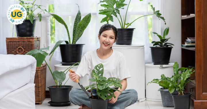 7 Best Vaastu Plants for your Home – unlimitedgreens