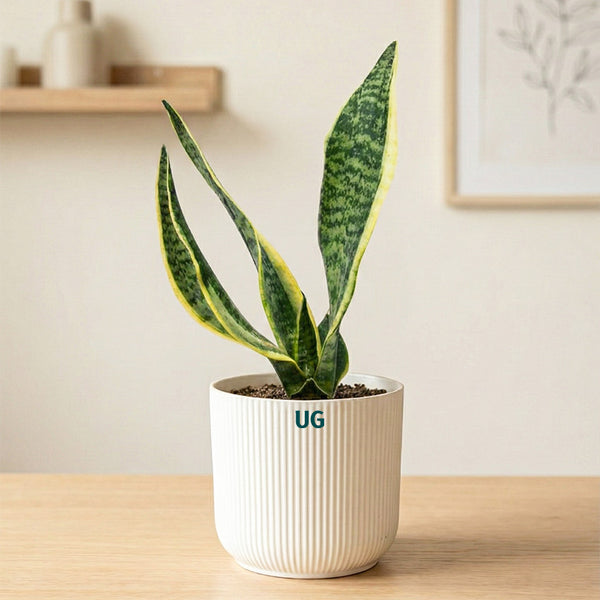 Snake, Birkin and Money Plant Combo – unlimitedgreens