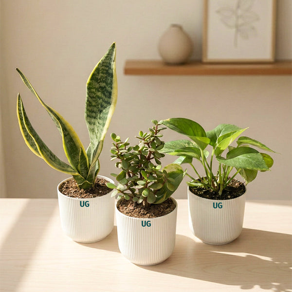 Jade, Snake and Money Plant Combo – unlimitedgreens