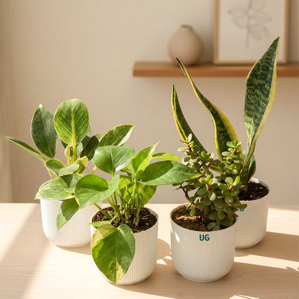 Jade, Birkin, Snake and Money Plant Combo – unlimitedgreens