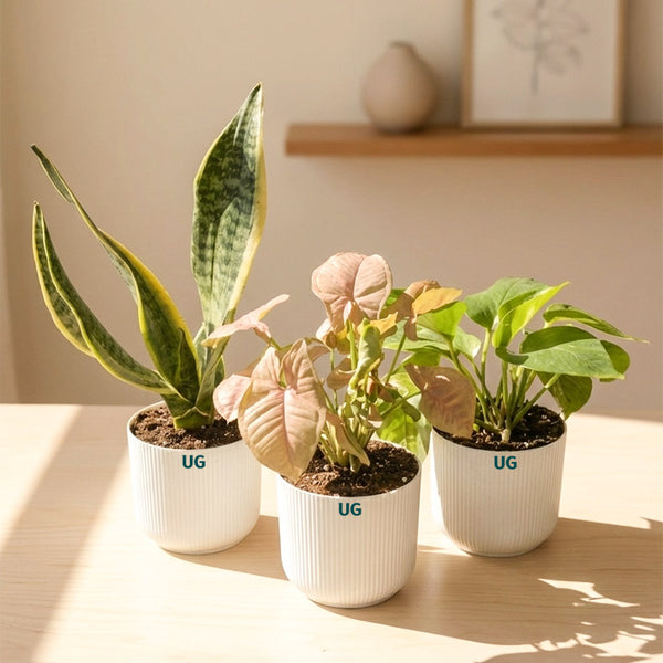 Snake, Syngonium and Money Plant Combo – unlimitedgreens