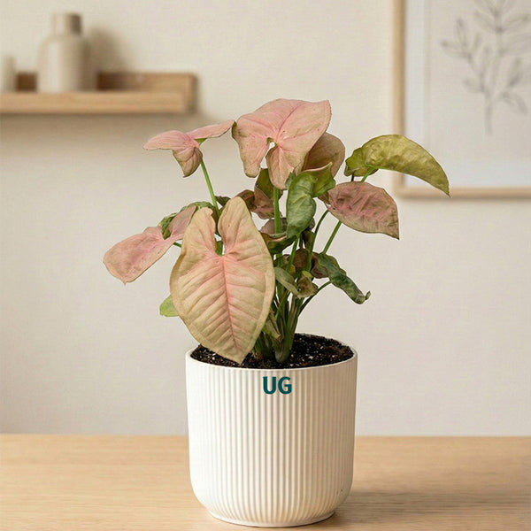 Syngonium and Money Plant Combo – unlimitedgreens