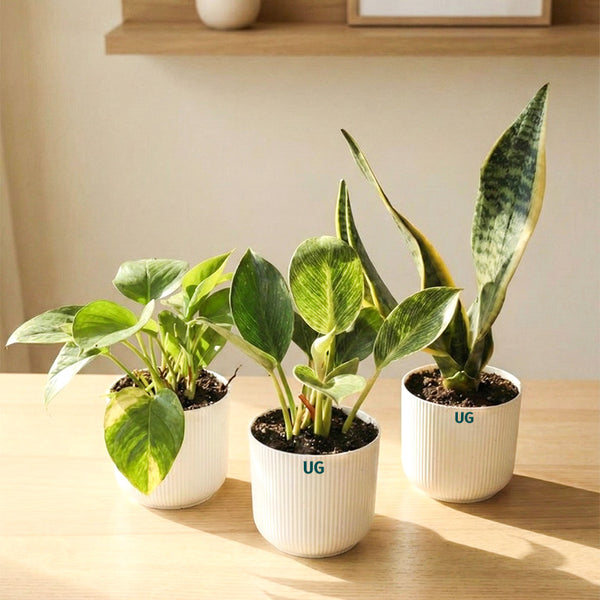 Snake, Birkin and Money Plant Combo – unlimitedgreens