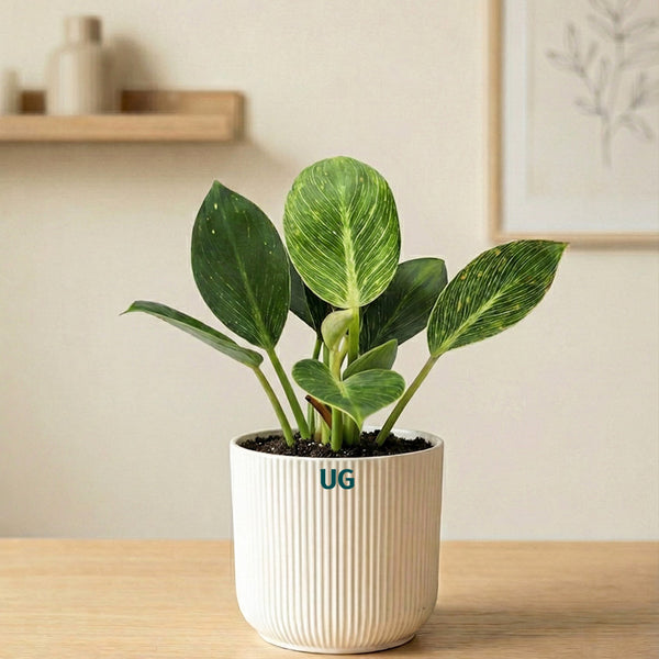 Jade, Birkin, Snake and Money Plant Combo – unlimitedgreens