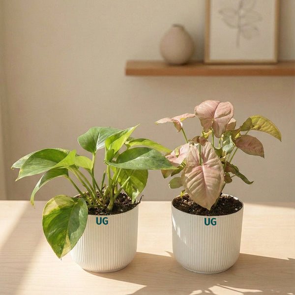 Syngonium and Money Plant Combo – unlimitedgreens