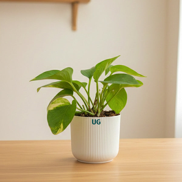 Syngonium and Money Plant Combo – unlimitedgreens