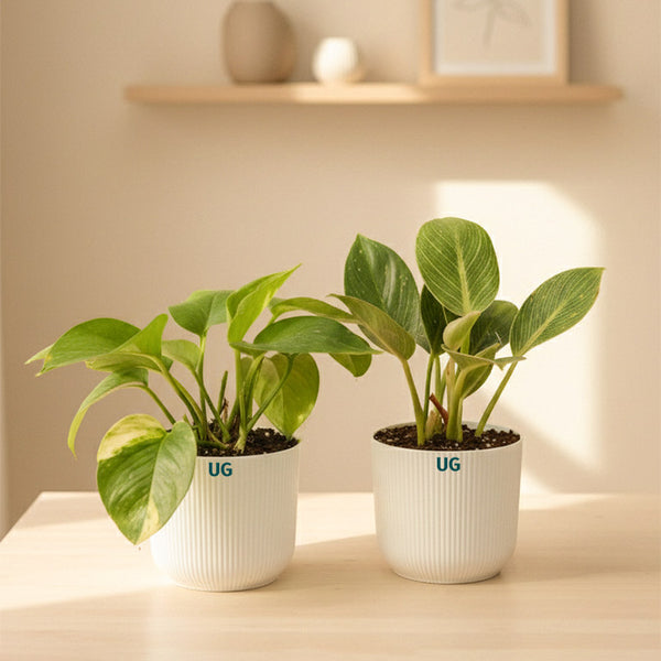 Birkin and Money Plant Combo – unlimitedgreens