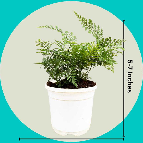 Buy Rabbit's Foot Fern Online- Unlimited Greens – unlimitedgreens