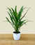 Buy Radermachera Plant online India | Unlimited Greens – unlimitedgreens
