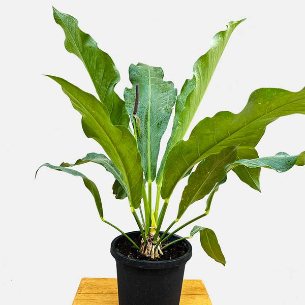 Anthurium Hookeri Plant – unlimitedgreens