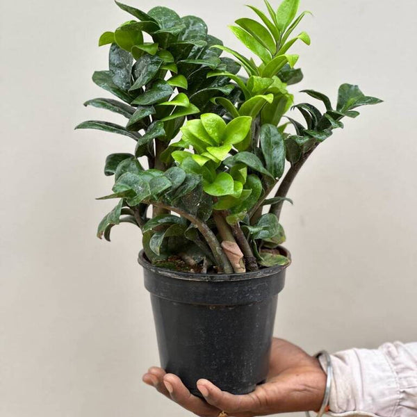 Buy Dwarf ZZ Zenzi Plant (Zamioculcas Zamiifolia) online India ...