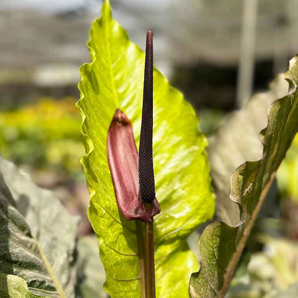 Anthurium Hookeri Plant – unlimitedgreens