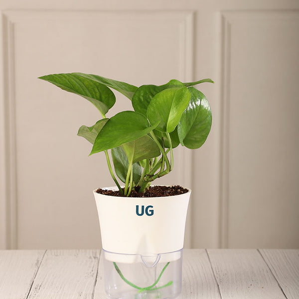 Buy Money Plant Green in Self Watering Pot- Unlimited Greens ...