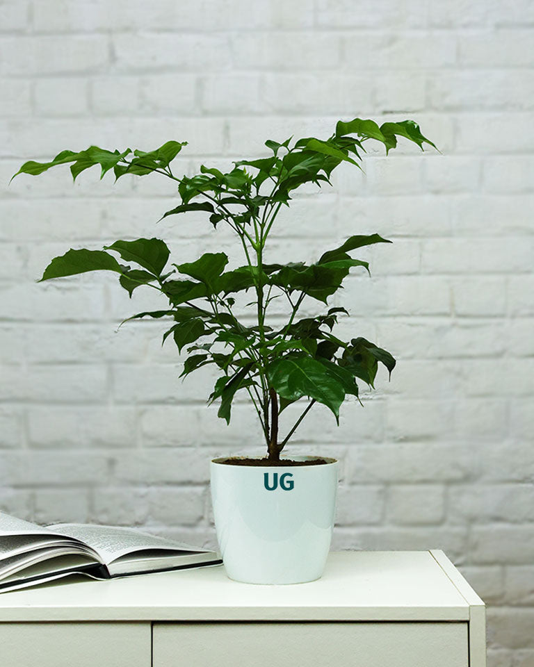 Buy Radermachera Plant online India | Unlimited Greens – unlimitedgreens