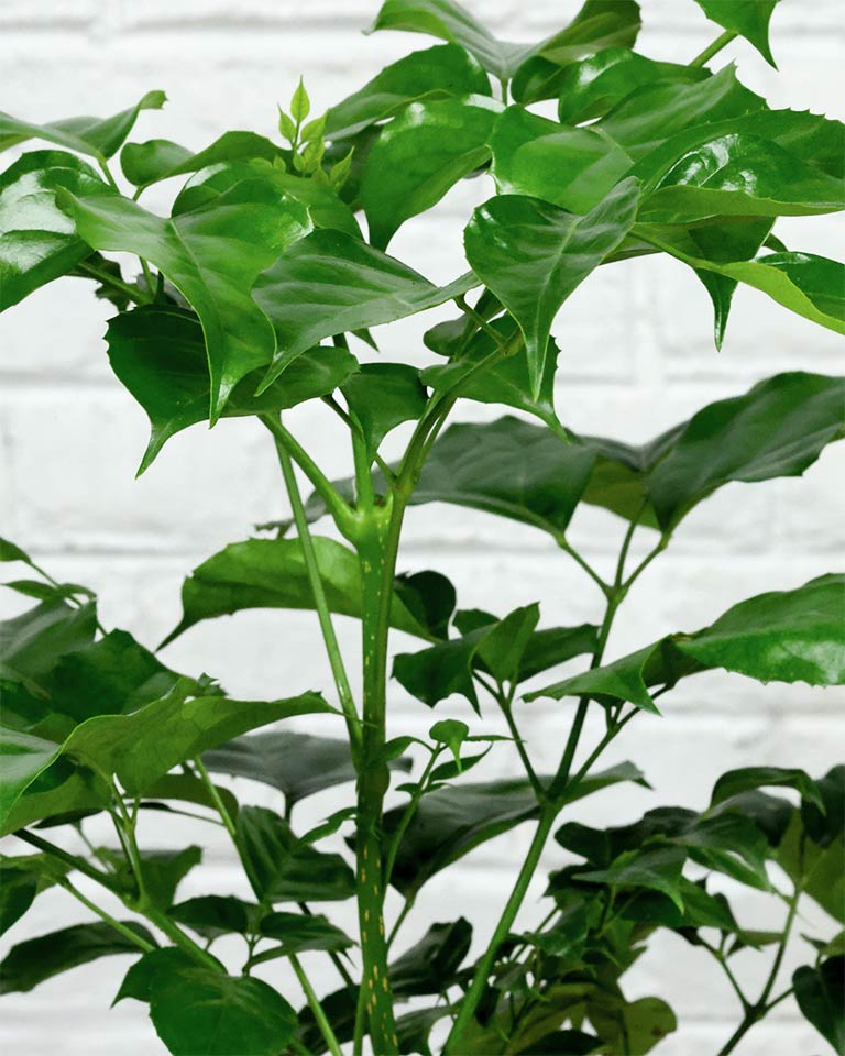 Buy Radermachera Plant online India | Unlimited Greens – unlimitedgreens