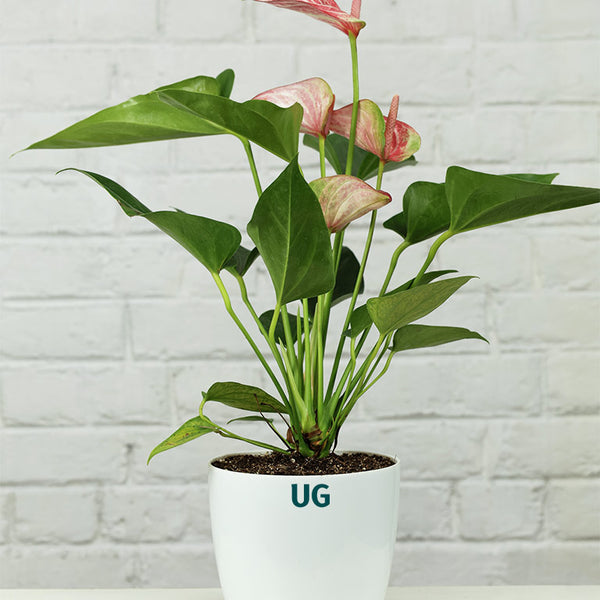 Anthurium Candy Cane – Exotic Indoor Flowering Plant – unlimitedgreens