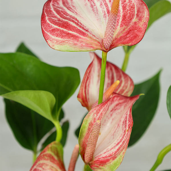 Anthurium Candy Cane – Exotic Indoor Flowering Plant – unlimitedgreens