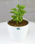 Buy Radermachera Plant online India | Unlimited Greens – unlimitedgreens