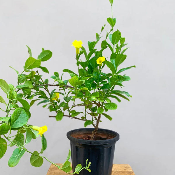 Buy Allamanda Creeper Plant (Yellow) | Premium Plant | Unlimited Greens ...