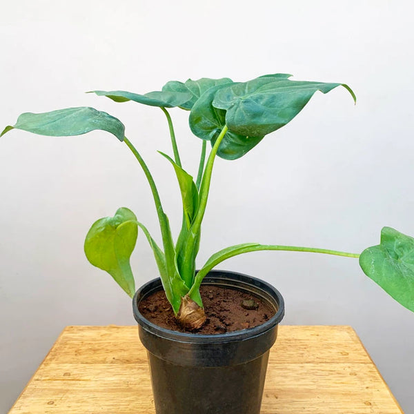 Alocasia Cucullata Plant – unlimitedgreens