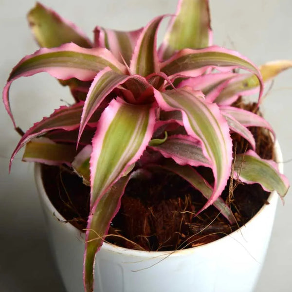 Buy Cryptanthus Pink (Earthstar Plant) | Unlimited Greens – unlimitedgreens