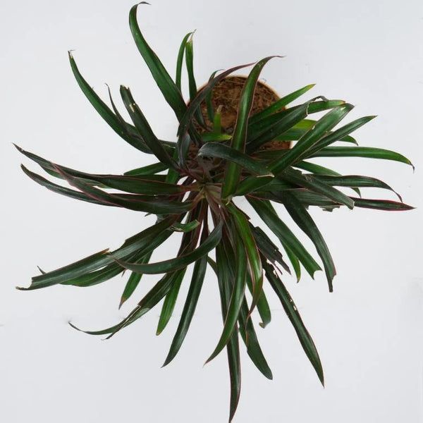 Shop Dracaena Cincta (Narrow-leaf) Plant online | Unlimited Greens ...