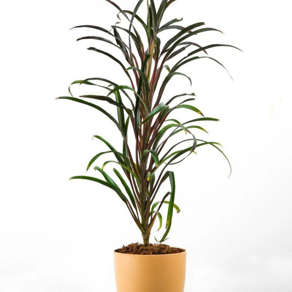 Shop Dracaena Cincta (Narrow-leaf) Plant online | Unlimited Greens ...