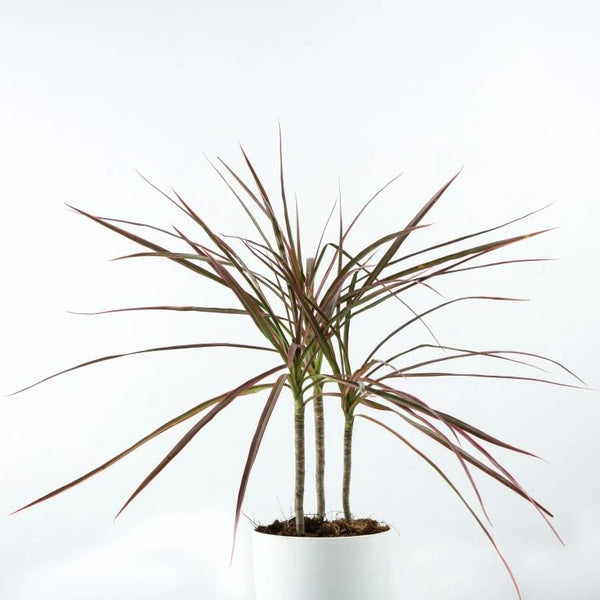Shop Dracaena Colorama Plant online | Unlimited Greens – unlimitedgreens