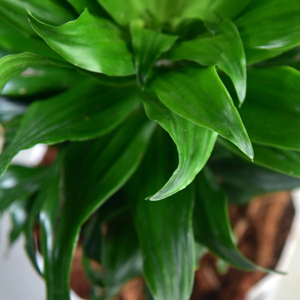 Shop Dracaena Compacta Plant online | Unlimited Greens – unlimitedgreens