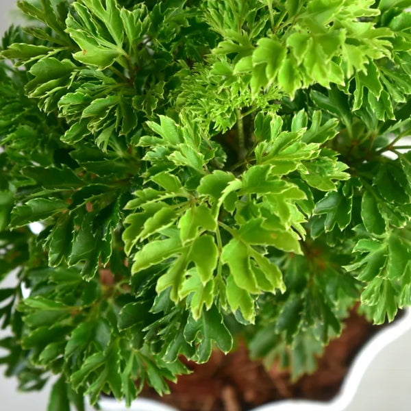 Shop Golden Aralia Plant online | Unlimited Greens – unlimitedgreens