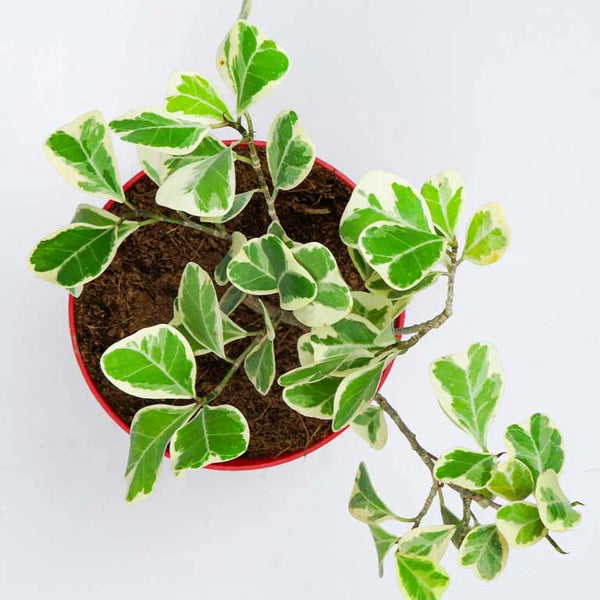 Shop Ficus Triangularis Variegata Plant online | Unlimited Greens ...