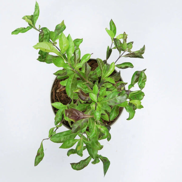 Buy Golden Duranta Plant Online at Lowest Price | Unlimited Greens ...