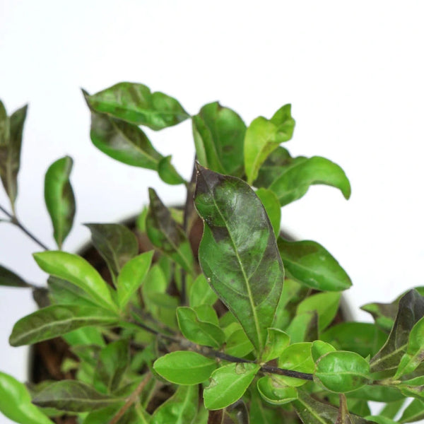 Buy Golden Duranta Plant Online at Lowest Price | Unlimited Greens ...
