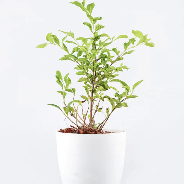 Buy Golden Duranta Plant Online at Lowest Price | Unlimited Greens ...