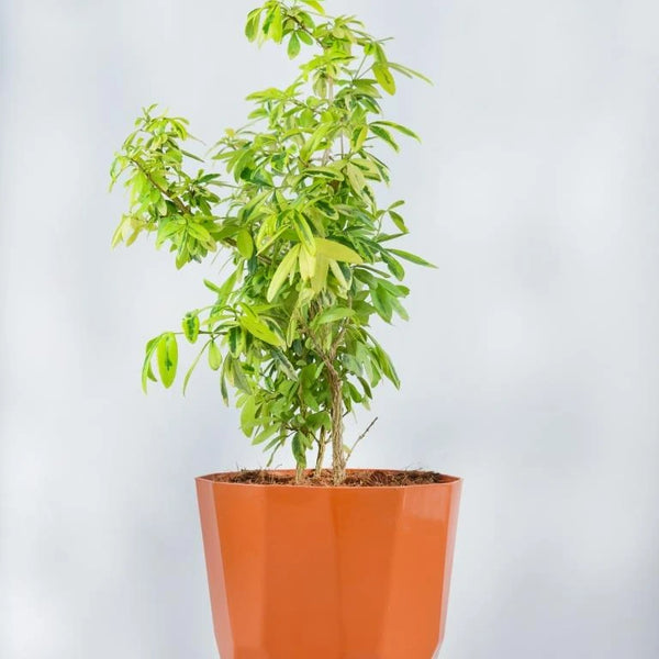 Shop Lemonia Variegated Plant online | Unlimited Greens – unlimitedgreens