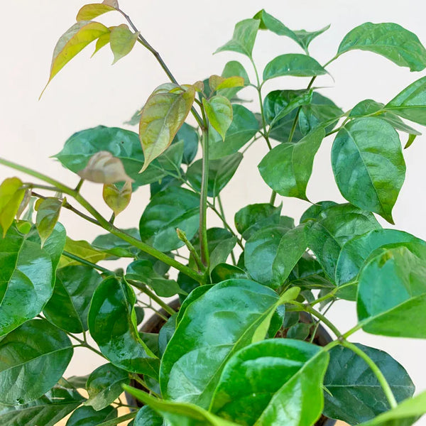 Buy Radermachera Plant online India | Unlimited Greens – unlimitedgreens