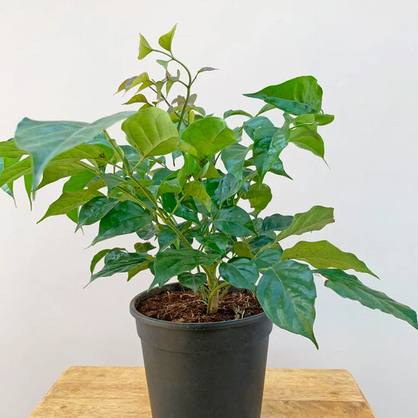 Buy Radermachera Plant online India | Unlimited Greens – unlimitedgreens