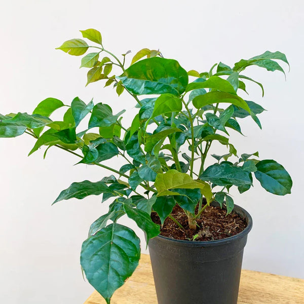 Buy Radermachera Plant online India | Unlimited Greens – unlimitedgreens