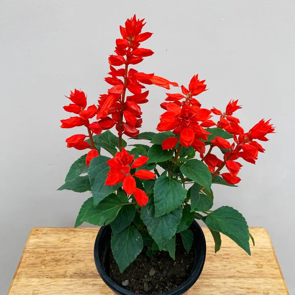 Salvia Red – unlimitedgreens