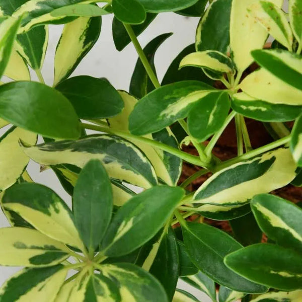 Shop Schefflera Variegated Plant online | Unlimited Greens ...