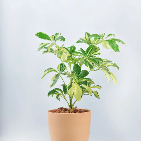 Shop Schefflera Variegated Plant online | Unlimited Greens ...