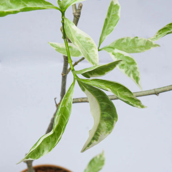 Shop Tagar Chandini Variegated Plant online | Unlimited Greens ...