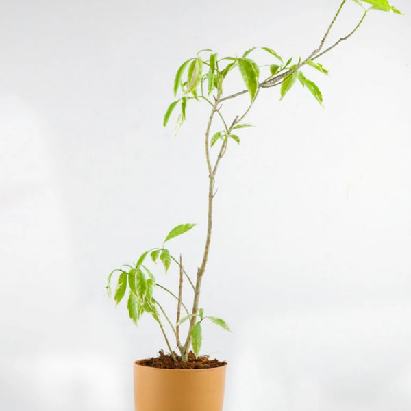 Shop Tagar Chandini Variegated Plant online | Unlimited Greens ...
